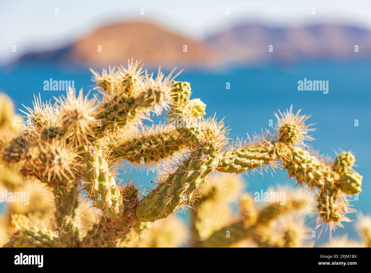Playa el Burro, Mulege, Baja California Sur, Mexico. Cholla cactus in ...