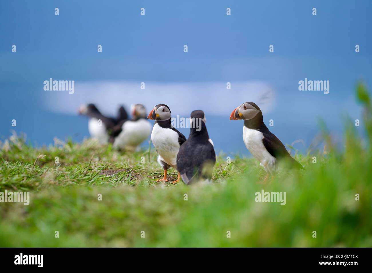 Atlantic puffins from the lunga isle in the treshnish isles off the ...