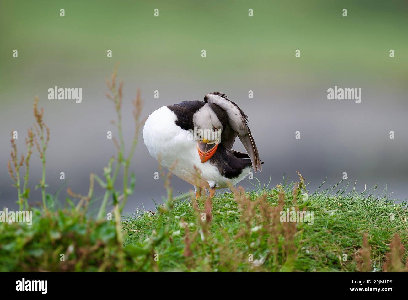 Atlantic puffins from the lunga isle in the treshnish isles off the ...