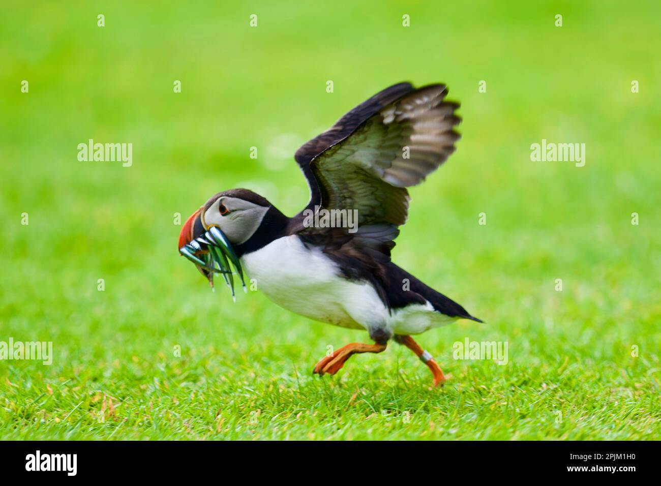 Atlantic puffins from the lunga isle in the treshnish isles off the ...