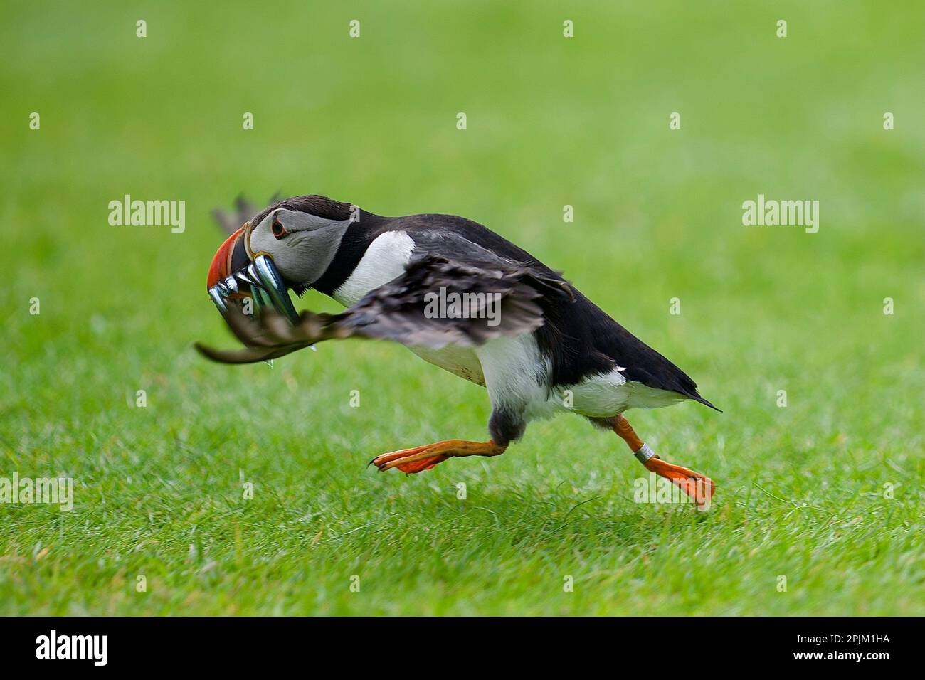 Atlantic puffins from the lunga isle in the treshnish isles off the ...
