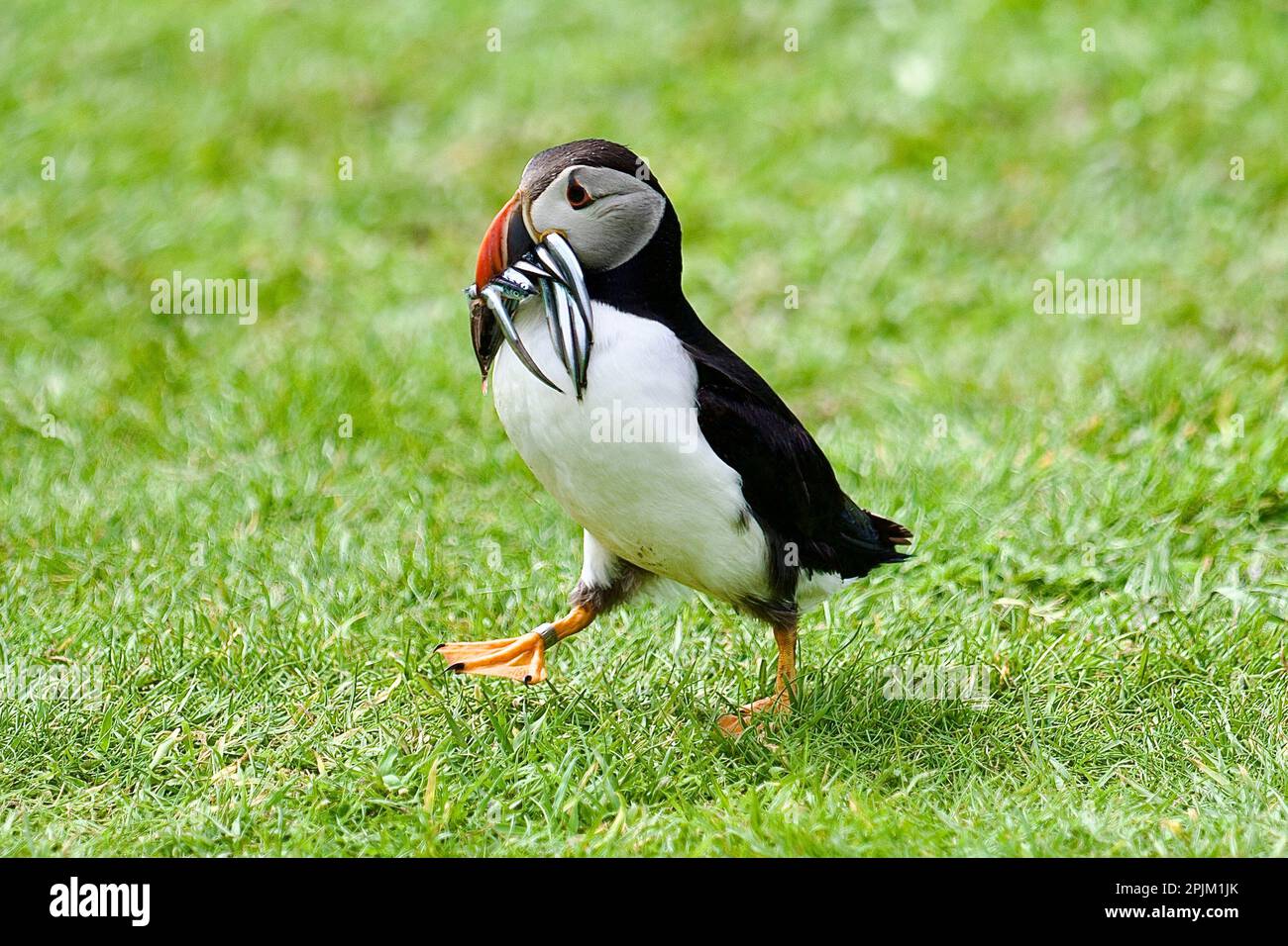 Atlantic puffins from the lunga isle in the treshnish isles off the ...
