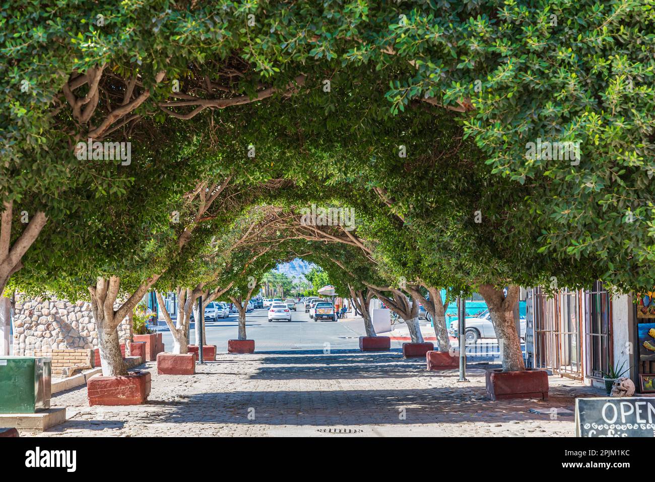 Loreto, Baja California Sur, Mexico. Trees over a walkway. (Editorial ...