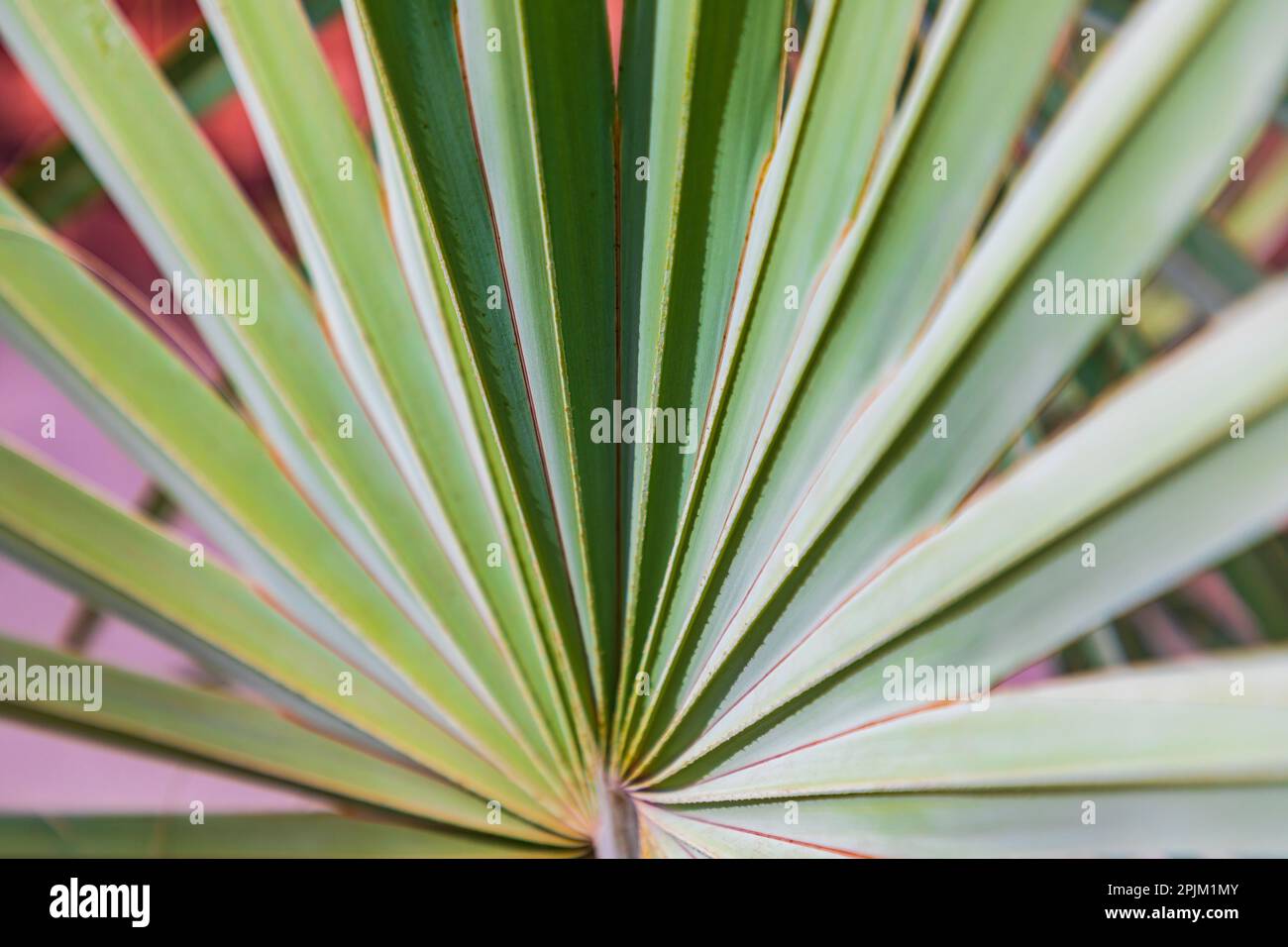 Loreto, Baja California Sur, Mexico. Green palm fronds against a pink ...