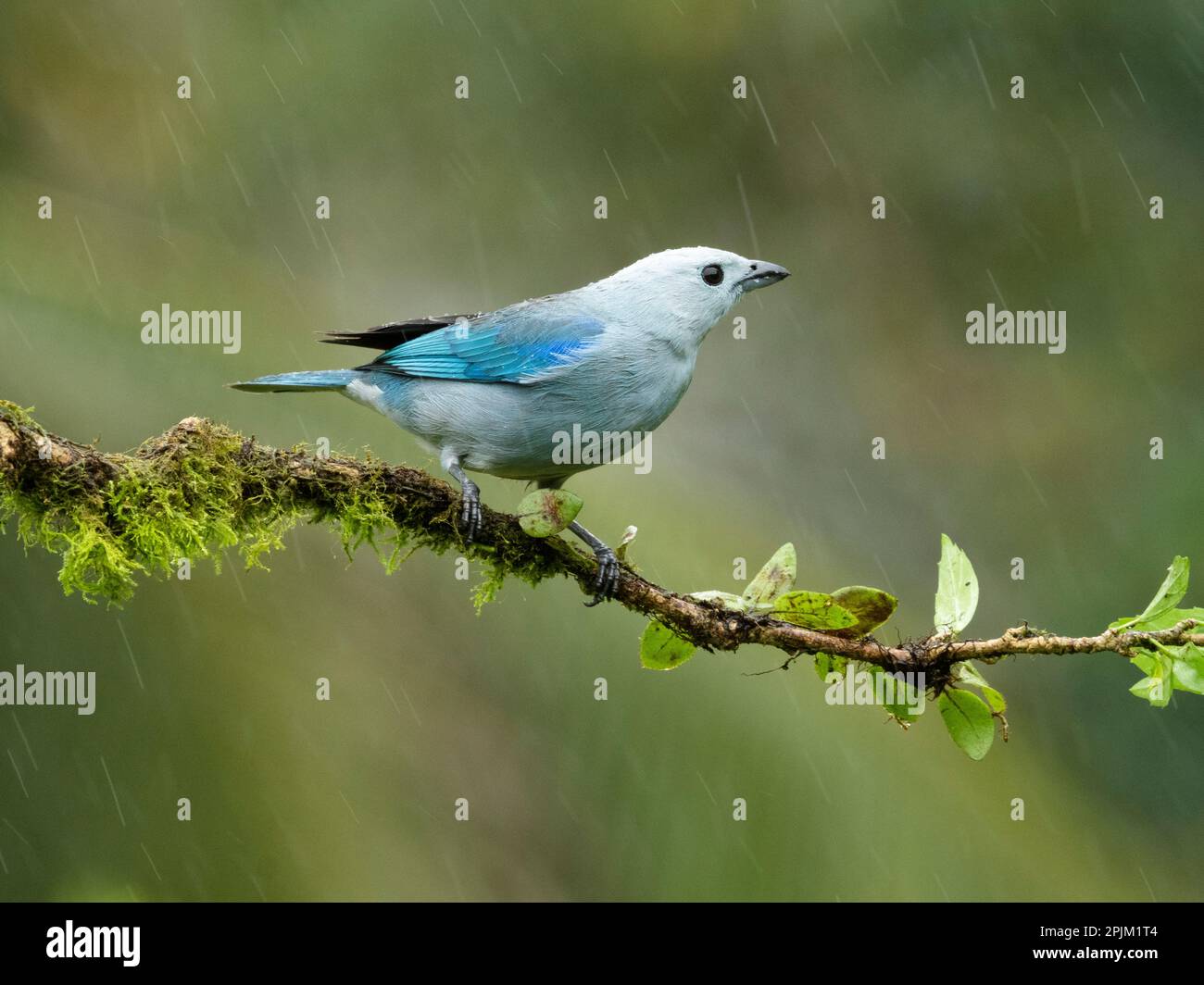 Blue-gray tanager on limb, Costa Rica, Central America Stock Photo - Alamy