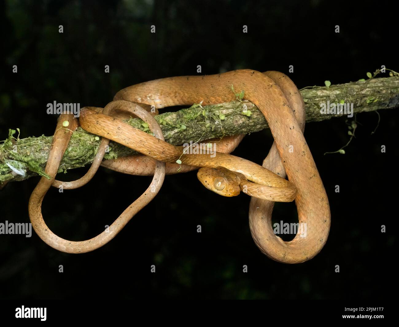Blunt-headed tree snake climbing in a tree, Costa Rica, Central America ...