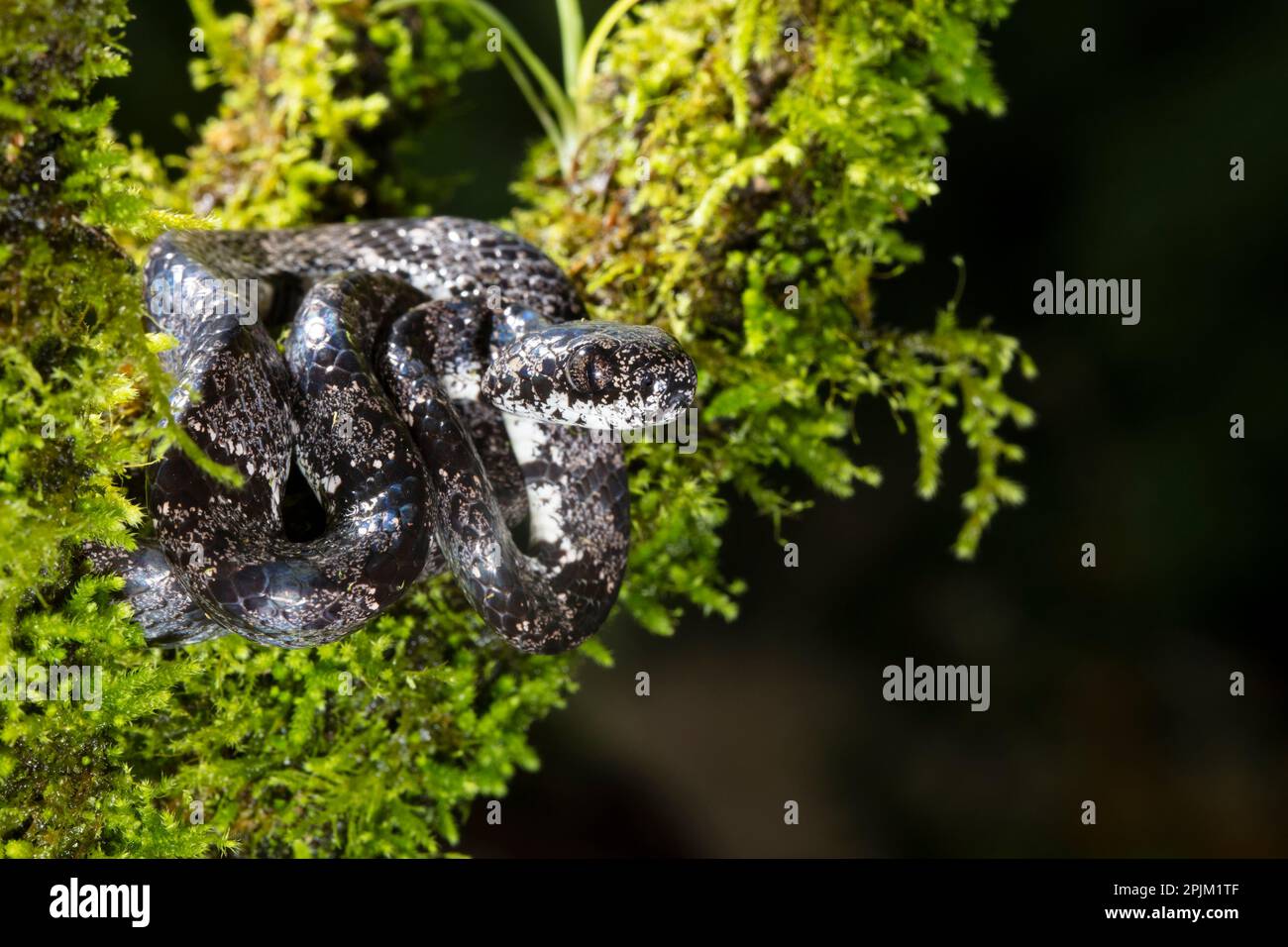 Cloudy Snail-eating snake in tree, Costa Rica, Central America Stock ...