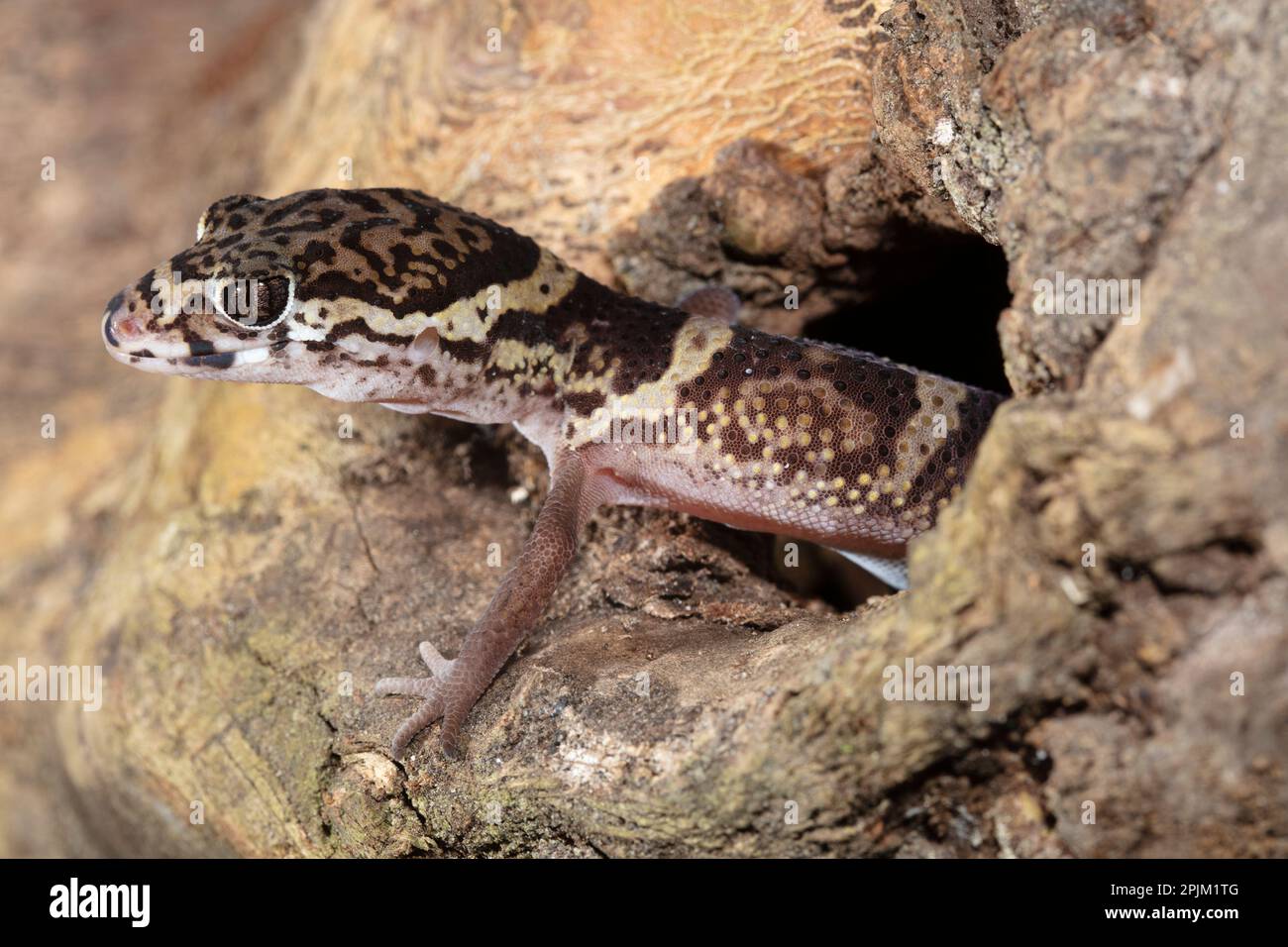 Central American Banded Gecko, Costa Rica, Central America Stock Photo ...