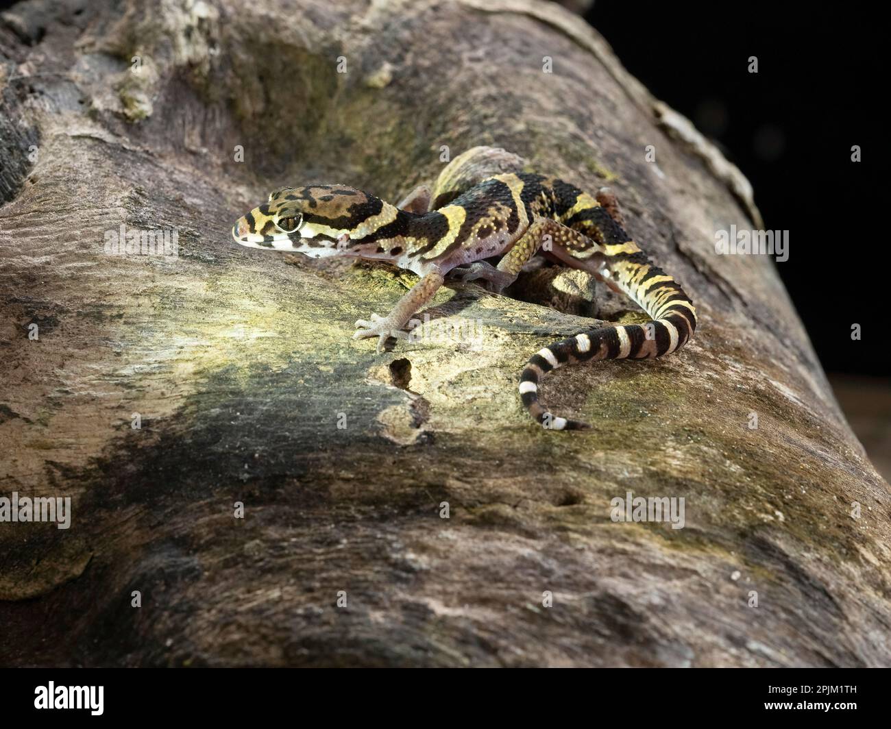Central American Banded Gecko, Costa Rica, Central America Stock Photo ...