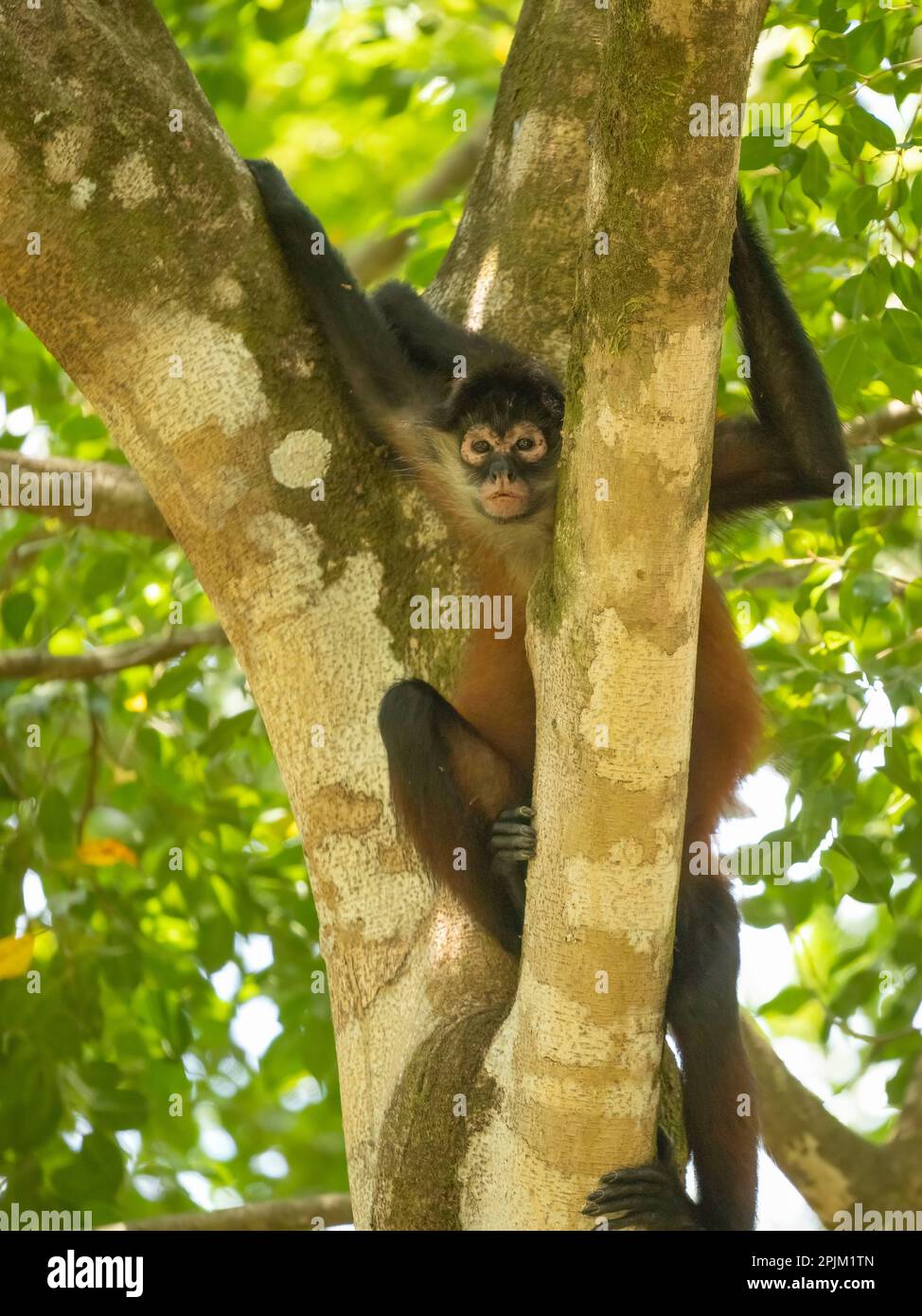 Central American Spider Monkey, aka Geoffroy's Spider Monkey, Costa ...