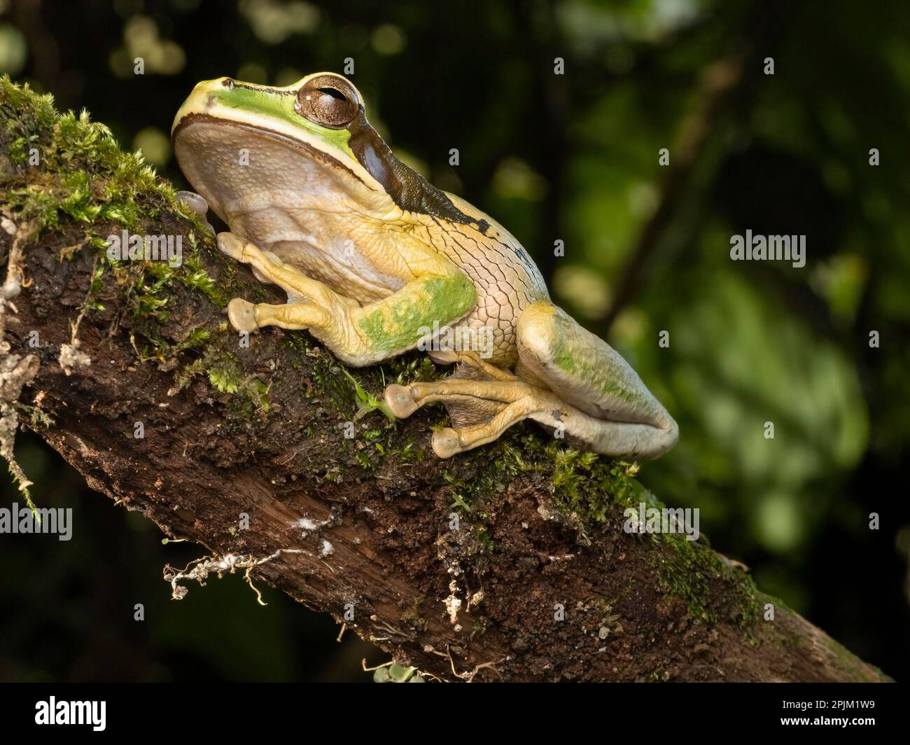 Masked tree frog smilisca phaeota hi-res stock photography and images ...