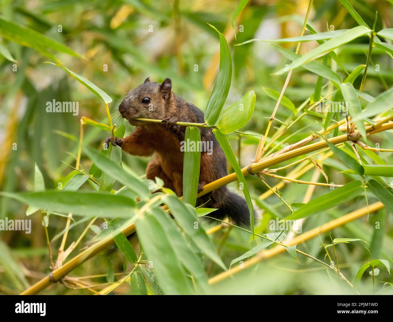 Red-tailed Squirrel, Costa Rica, Central America Stock Photo - Alamy