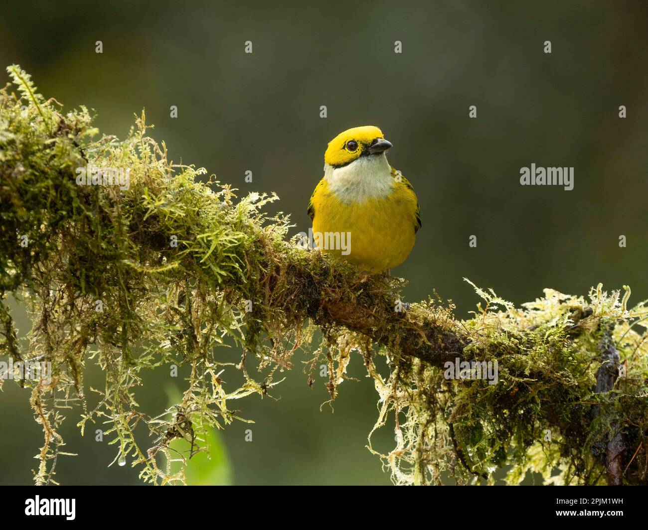 Silver-throated Tanager sitting on tree branch, Costa Rica, Central ...