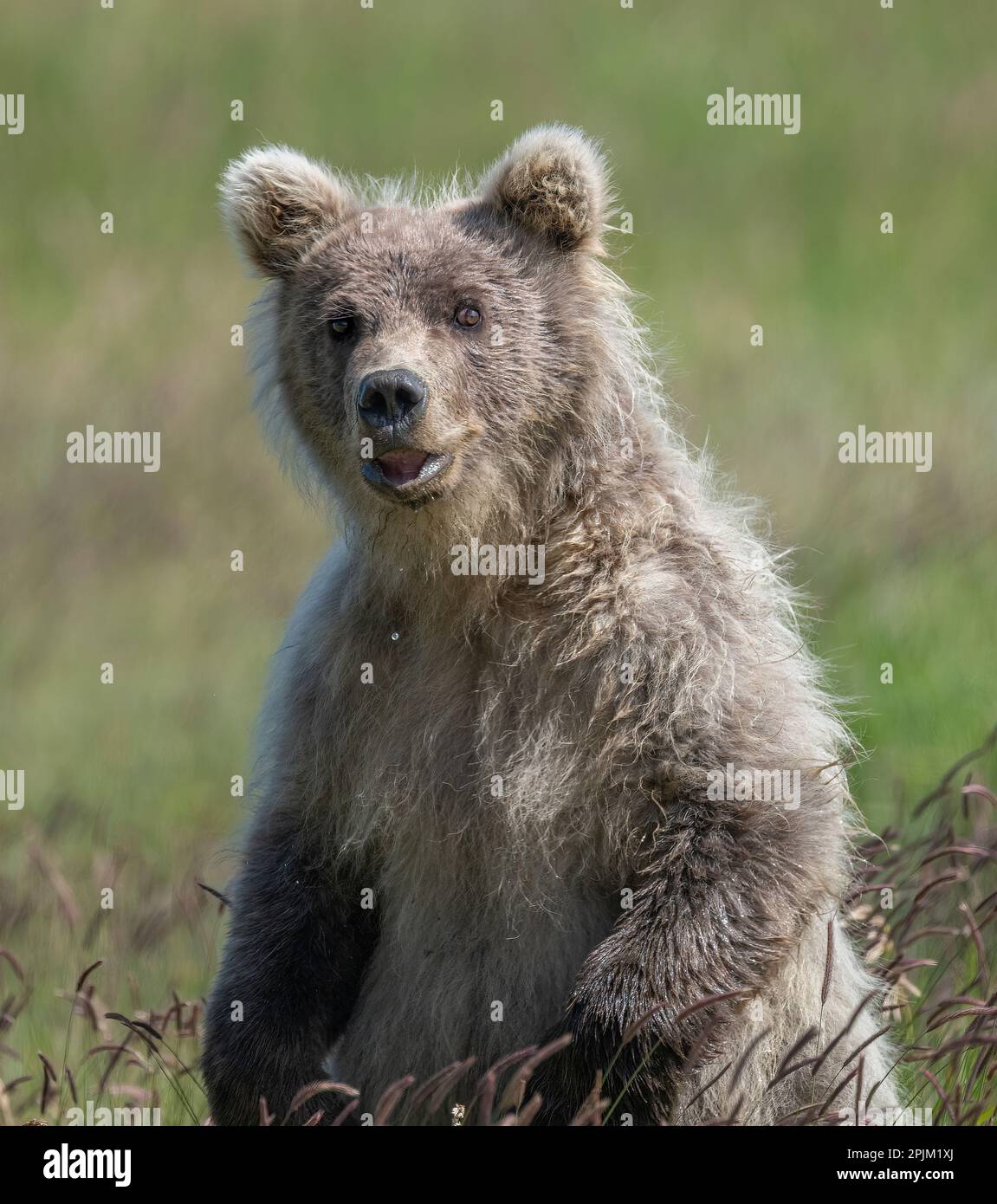 Yawning bear cub hi-res stock photography and images - Alamy