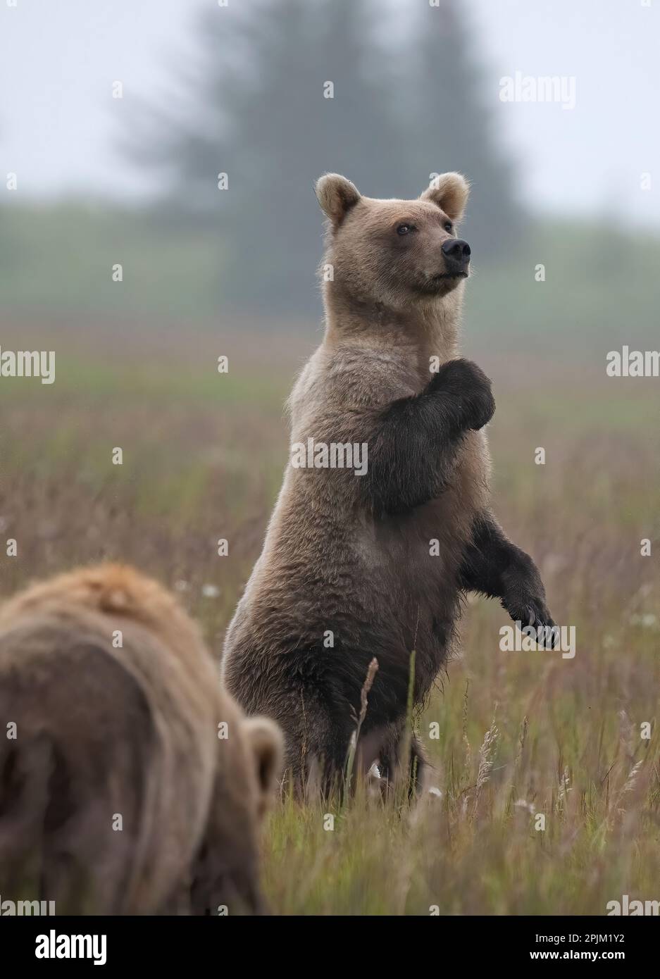 Brown bear cub standing to look for danger Stock Photo - Alamy