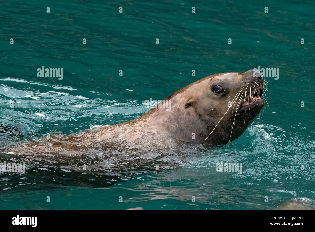 Curious young Steller sea lion in inspects humans Stock Photo - Alamy