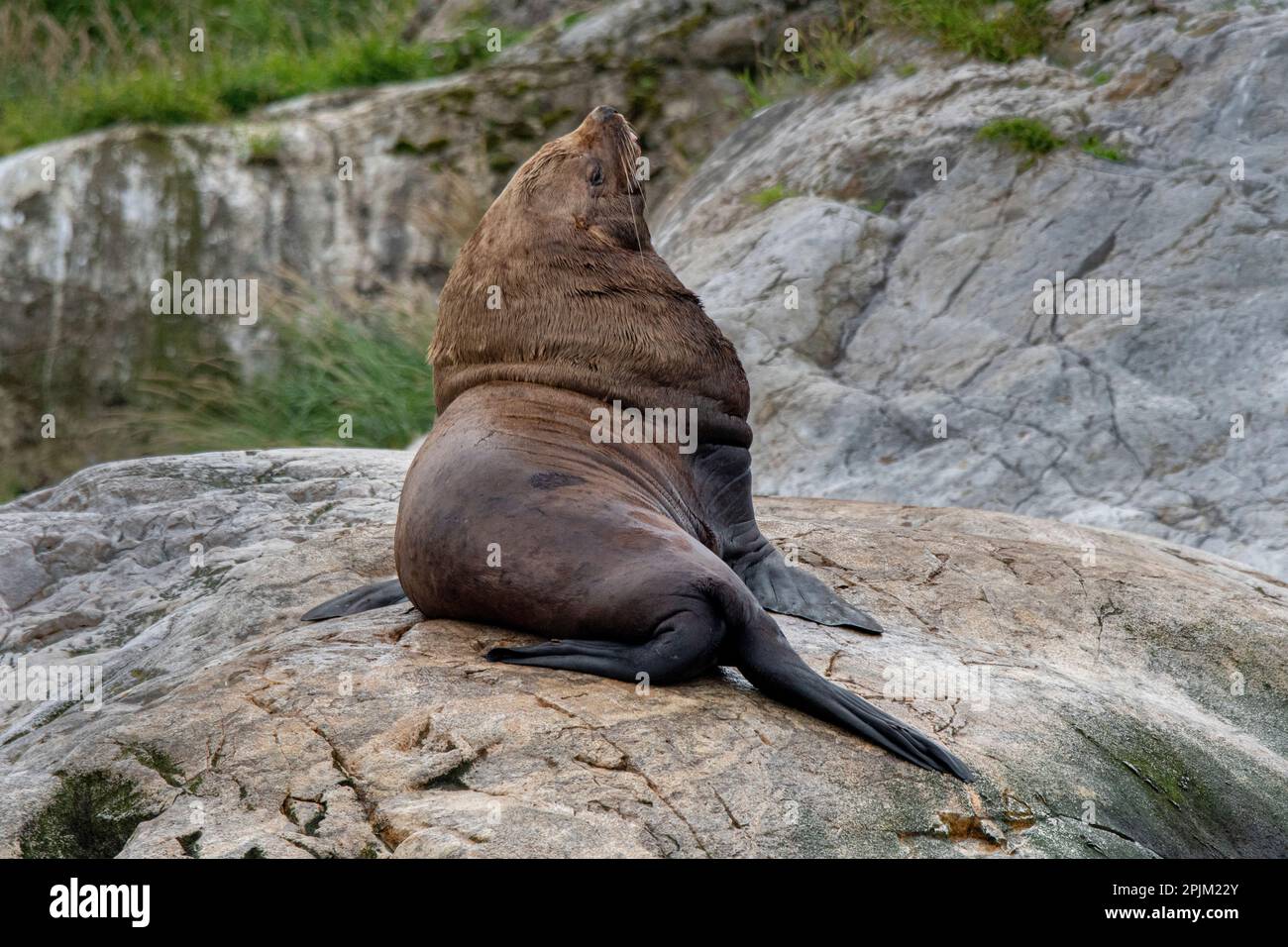 Huge Steller sea lion is king of his hill in Glacier Bay Stock Photo ...