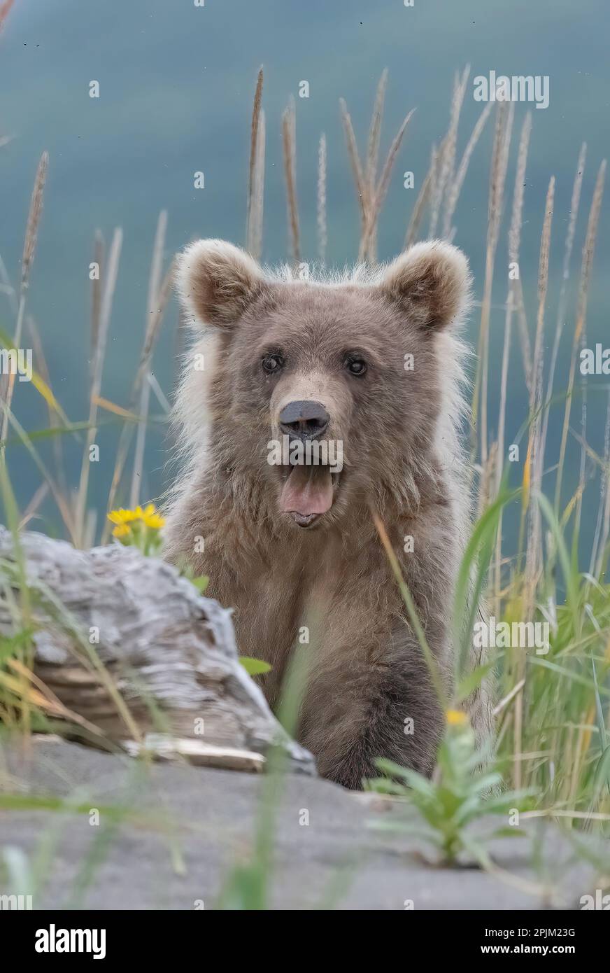 Yawning brown bear cub exudes cuteness Stock Photo - Alamy
