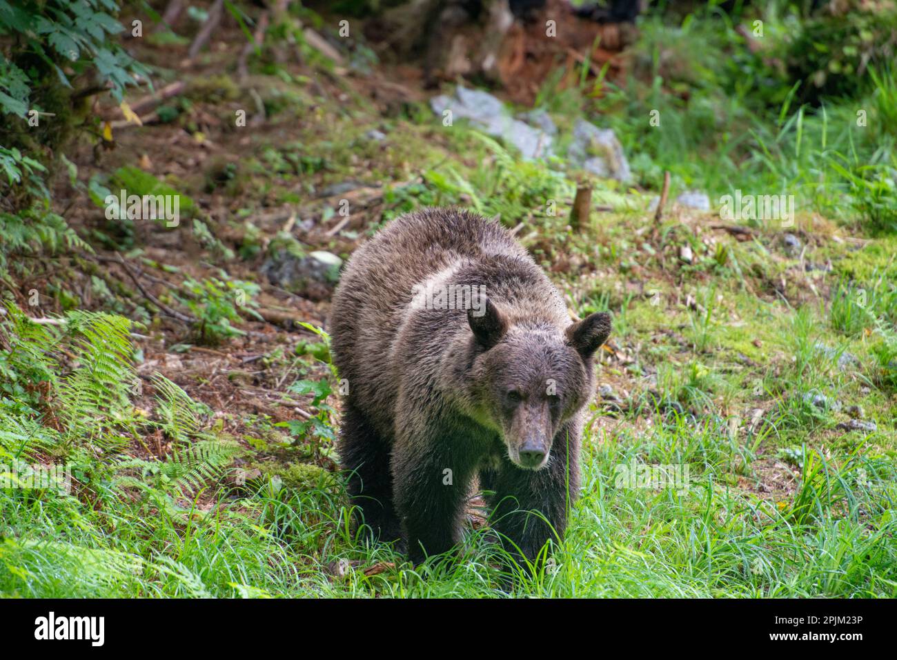 An approaching brown bear cub can mean danger Stock Photo - Alamy