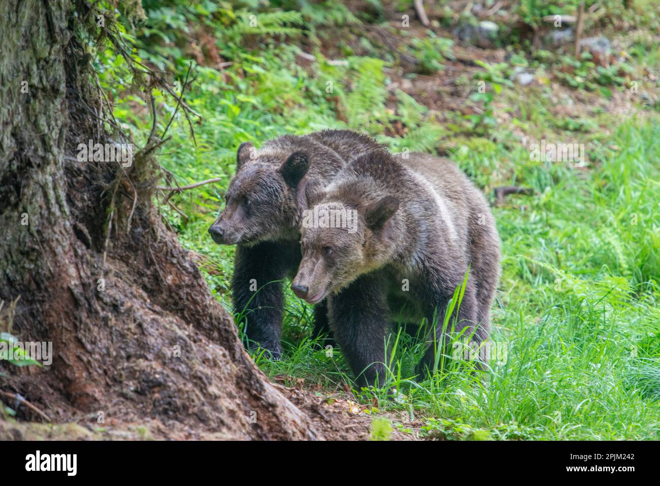 Approaching brown bear cubs can mean danger Stock Photo - Alamy