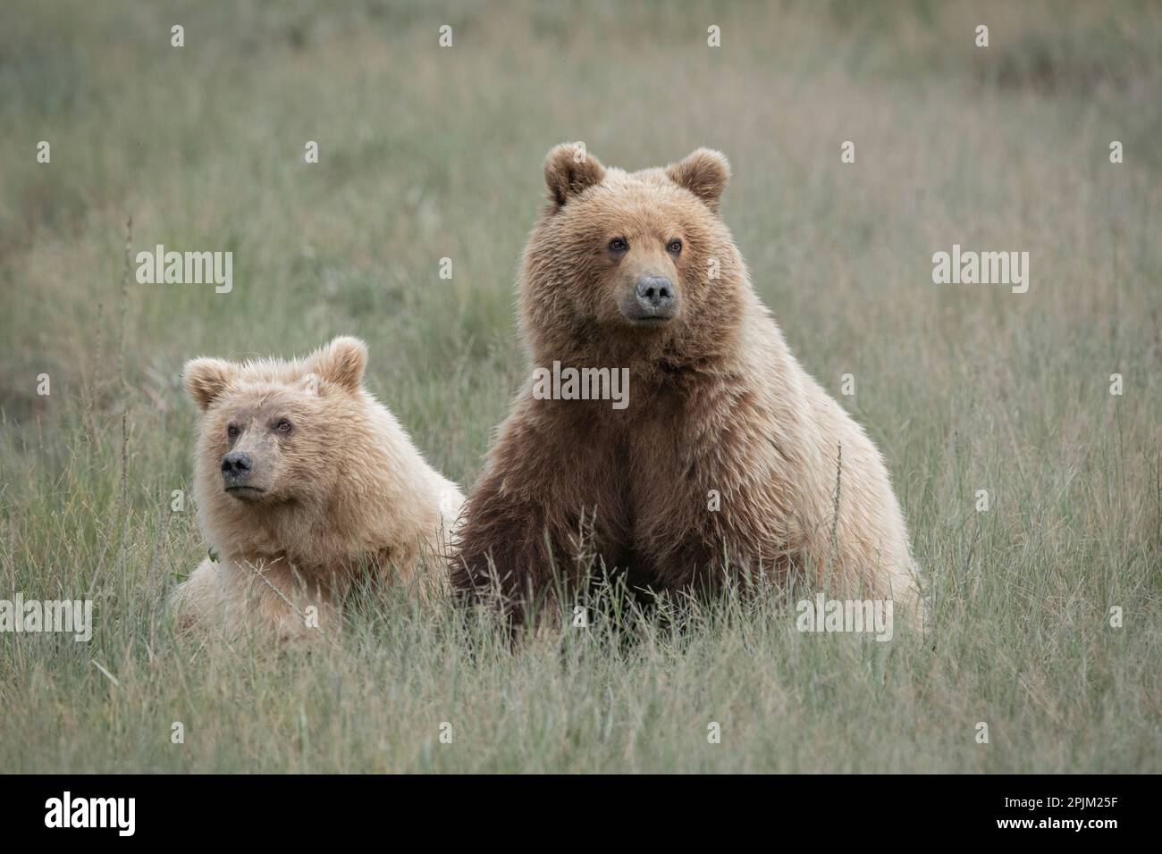 Brown bear siblings resting in grass Stock Photo - Alamy