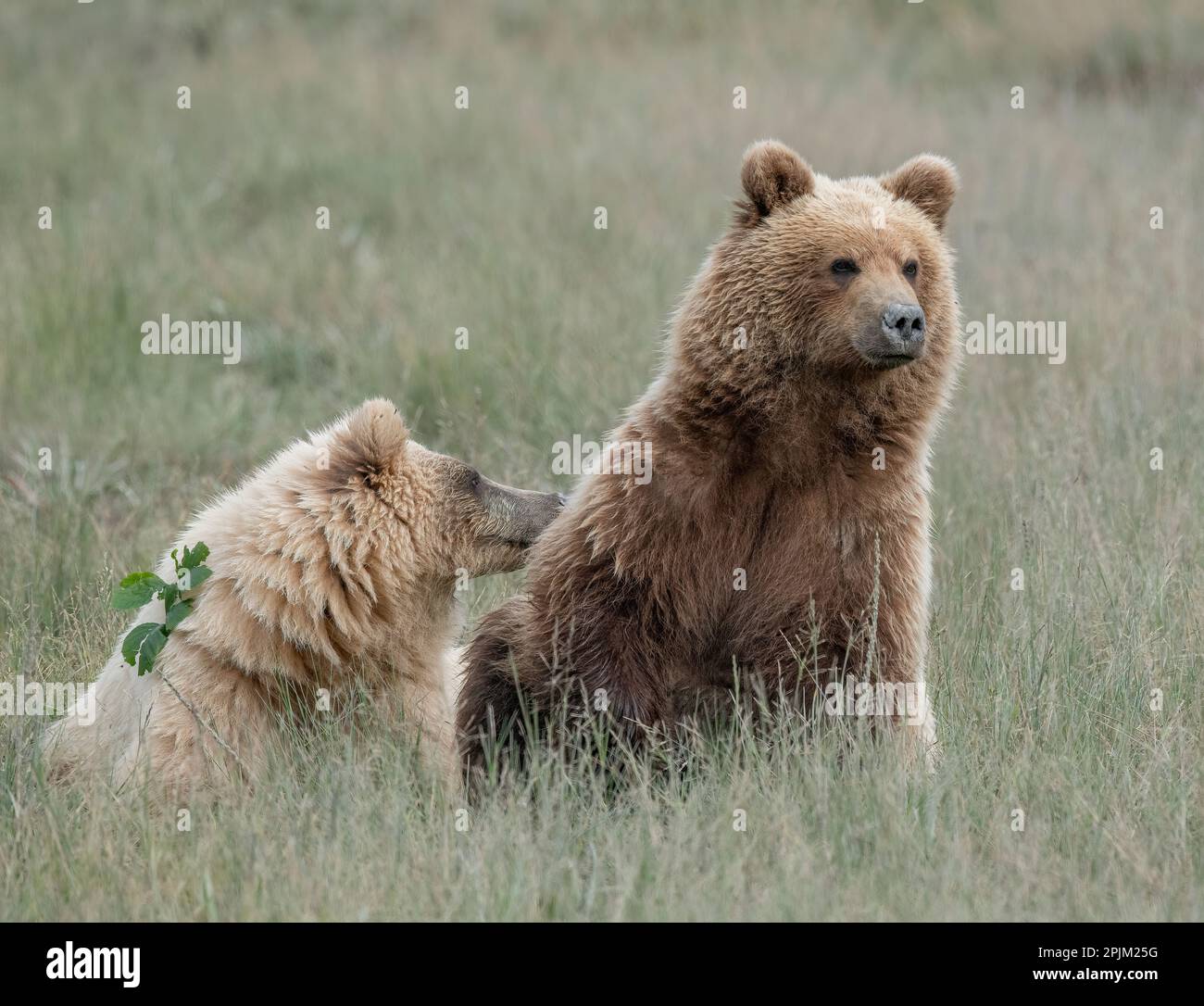 Brown bear siblings resting in grass Stock Photo - Alamy