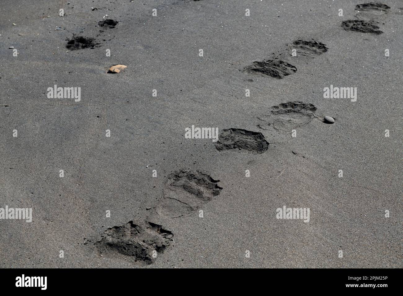 Brown Bear Tracks dimple a Cook Inlet beach Stock Photo - Alamy