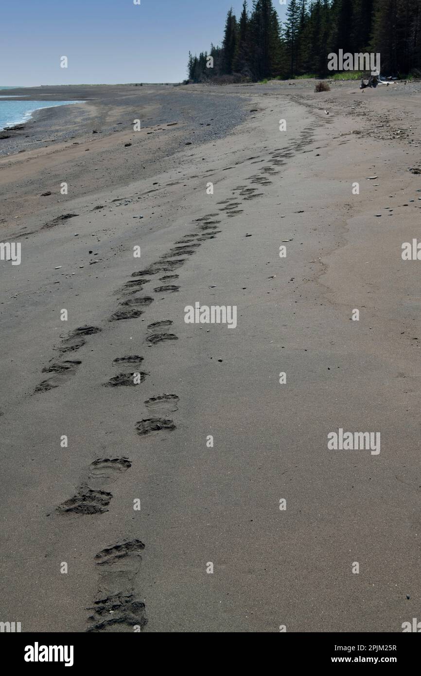 Brown Bear Tracks dimple a Cook Inlet beach Stock Photo - Alamy