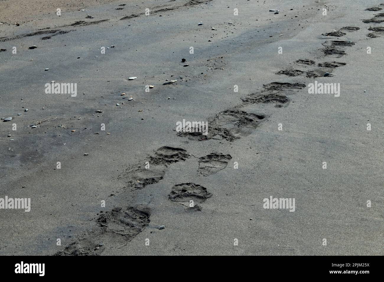 Brown Bear Tracks dimple a Cook Inlet beach Stock Photo - Alamy