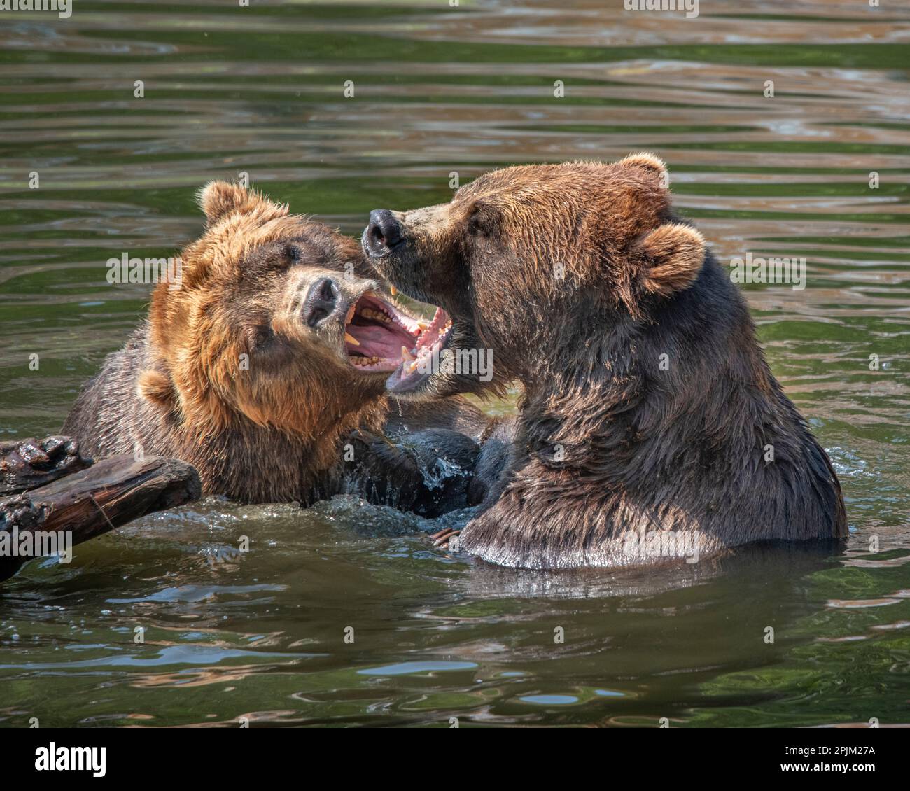 Brown bears play fighting at Fortress of the Bear Stock Photo - Alamy