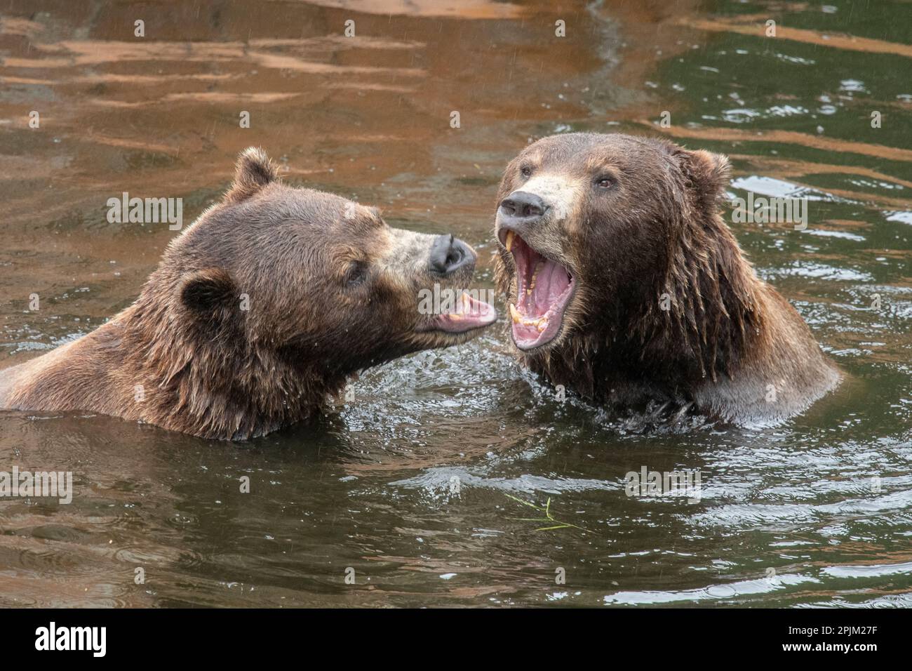 Ursus arcto fighting hi-res stock photography and images - Alamy