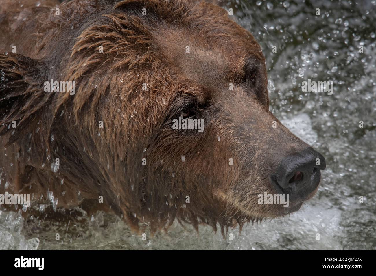 Closeup of brown bear face fishing at Anan Creek Stock Photo - Alamy