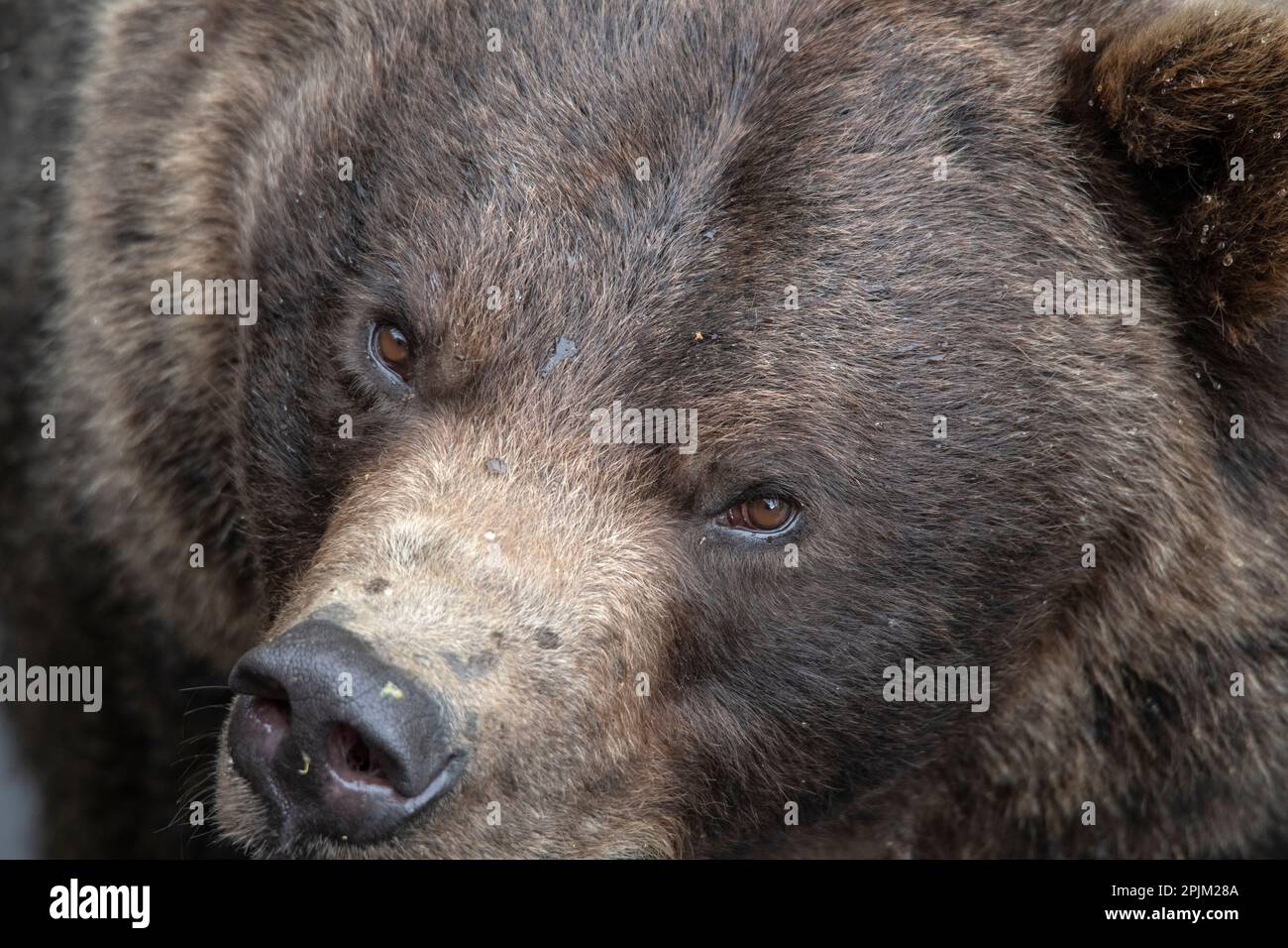 Eye to eye with a brown bear at Fortress of the Bear, Sitka Stock Photo ...