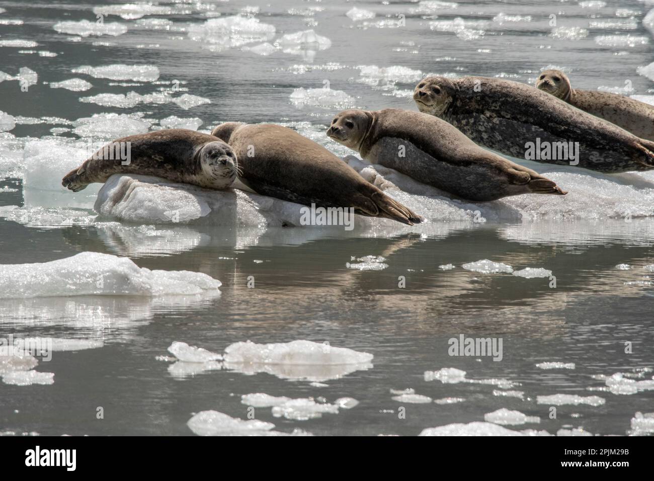 Harbor seals resting on ice in John Hopkins Inlet, Glacier Bay Stock ...
