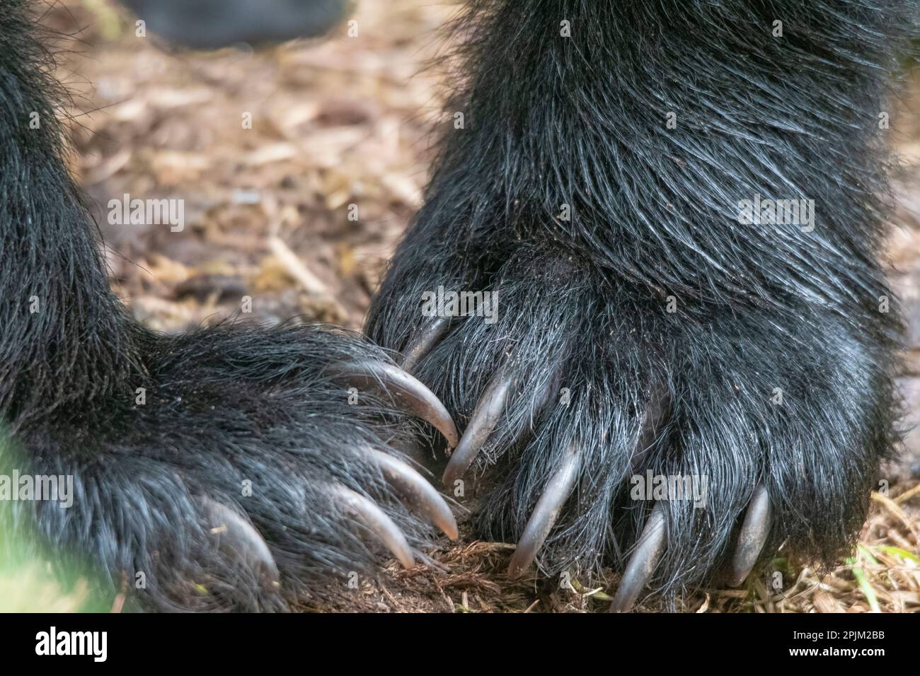 Sharp claw claws hi-res stock photography and images - Alamy