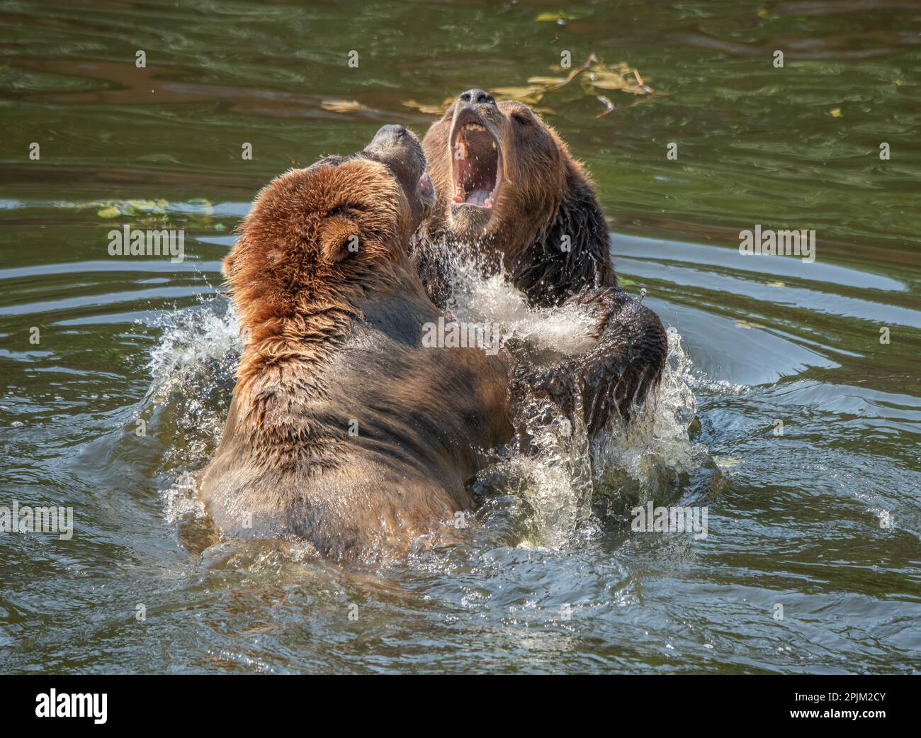 These bears play fighting at Fortress of the Bear Stock Photo - Alamy