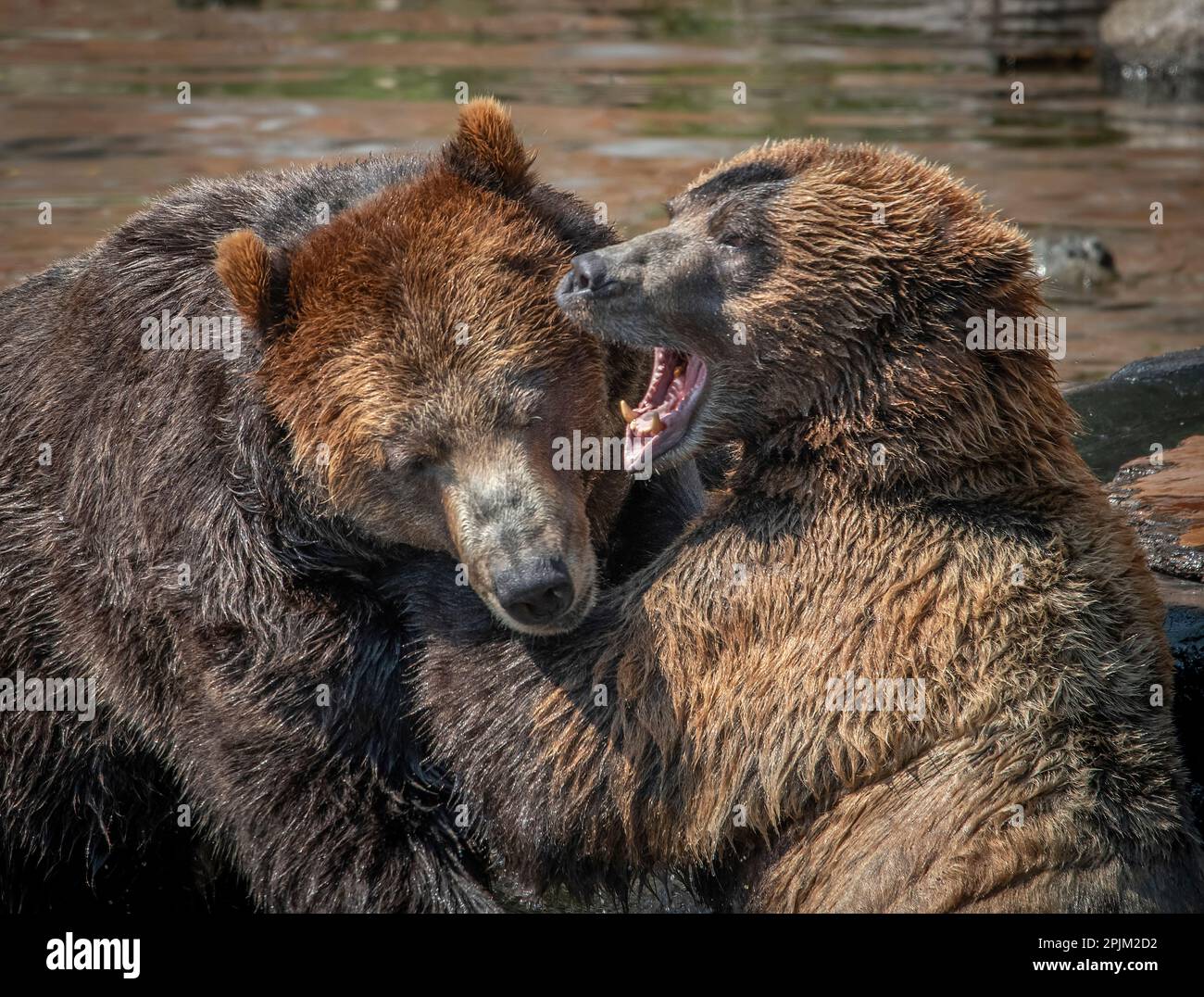 These bears play fighting at Fortress of the Bear Stock Photo - Alamy