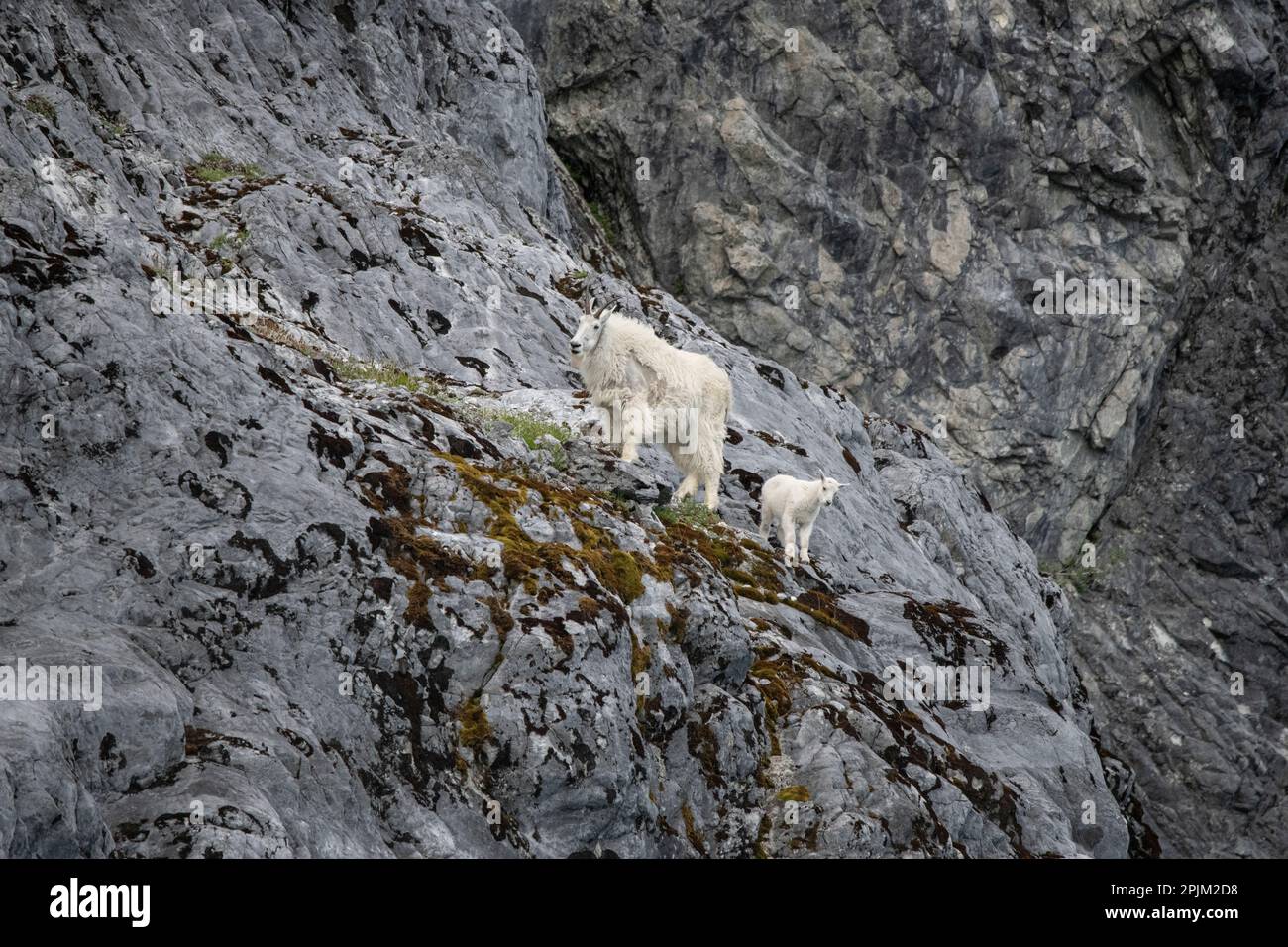 These mountain goats thriving in dire conditions on a cliff in Glacier ...