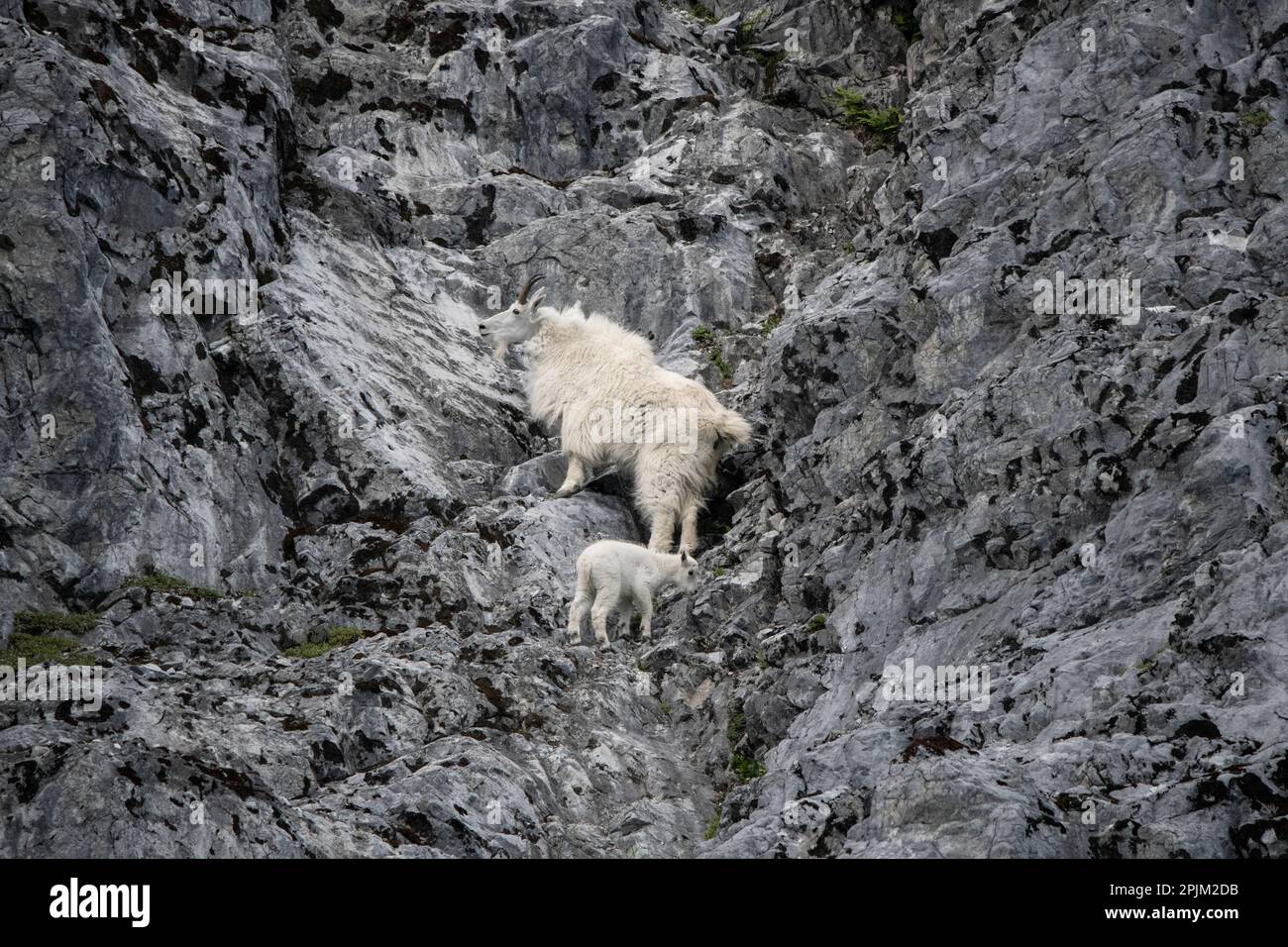 These mountain goats thriving in dire conditions on a cliff in Glacier ...