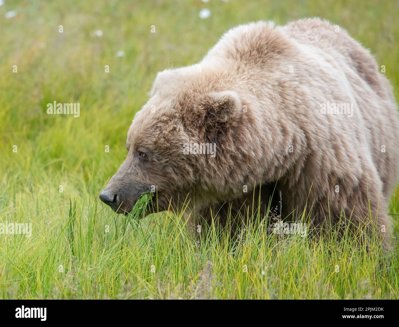 Sedge grasses of alaska hi-res stock photography and images - Alamy