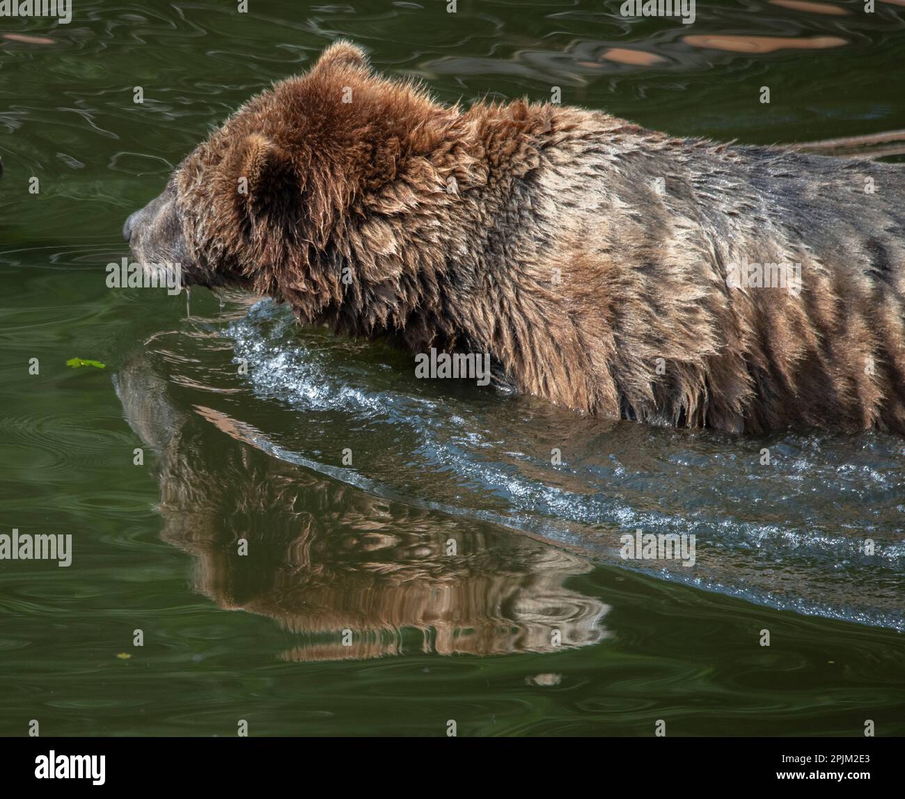Brown bear exploring a pond at Fortress of the Bear, a rescue center ...