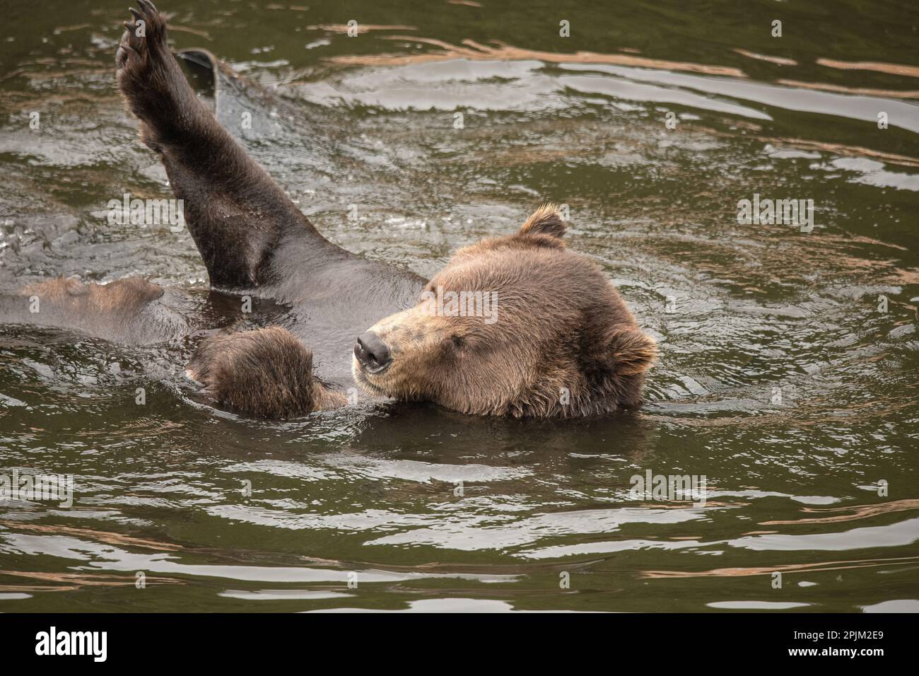 Brown bear relaxing at Fortress of the Bear, a rescue center Stock ...