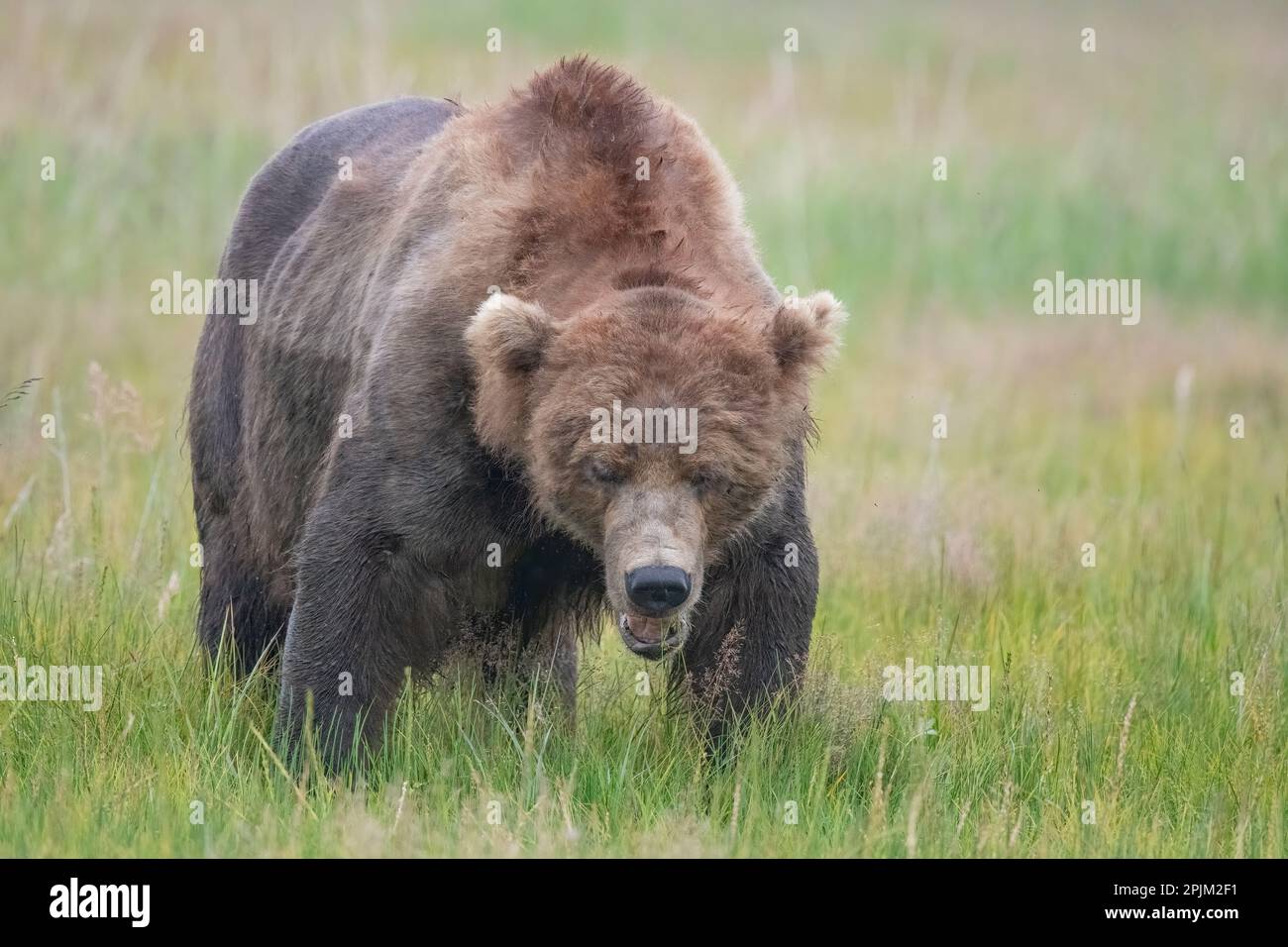 Old boar at Lake Clark is full of scars Stock Photo - Alamy