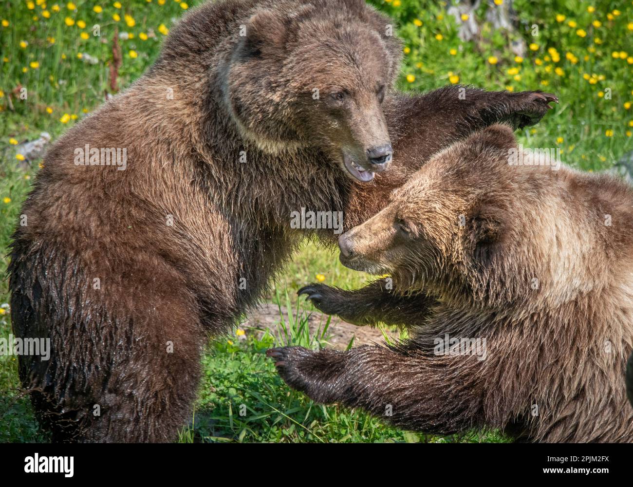 Two bears play fighting at Fortress of the Bear Stock Photo - Alamy