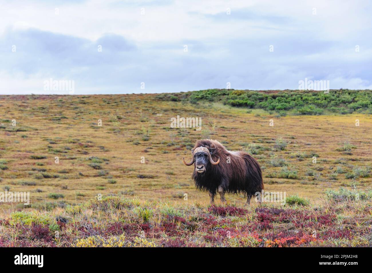 USA, Alaska, Noatak National Preserve. Bull Muskox on the arctic tundra ...