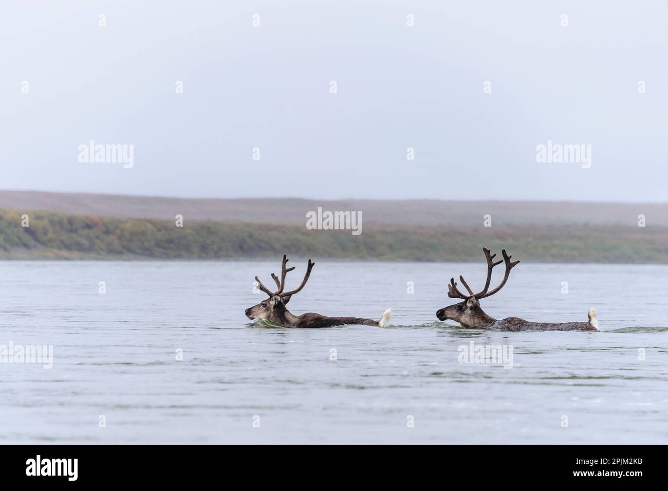 USA, Alaska, Noatak National Preserve. Caribou swimming across the ...