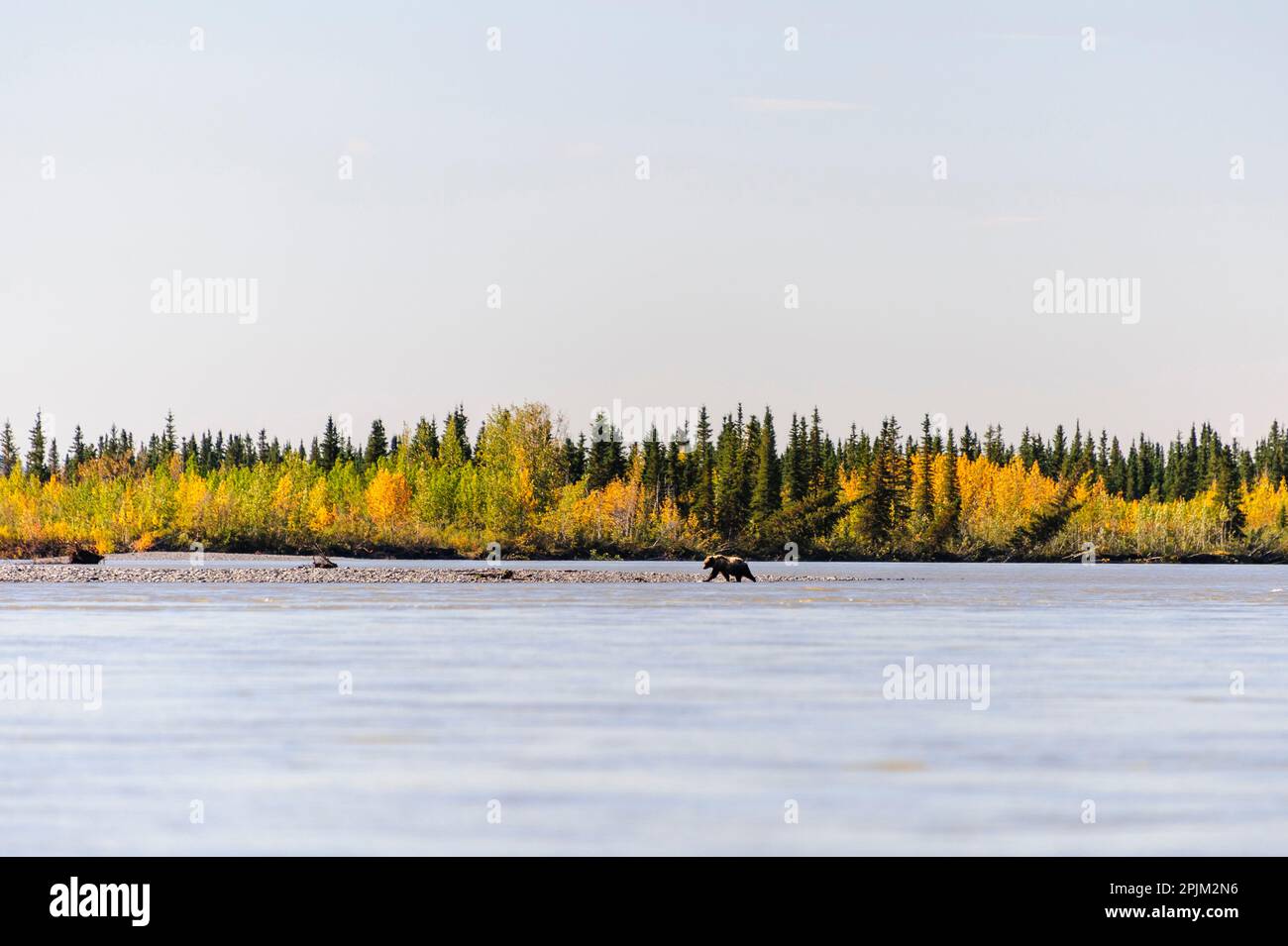 USA, Alaska, Noatak National Preserve. Brown Bear on gravel bar along ...