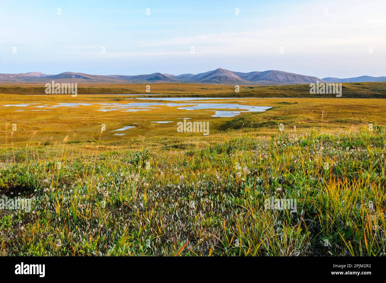 USA, Alaska, Noatak National Preserve, Noatak River. Wetlands on the ...