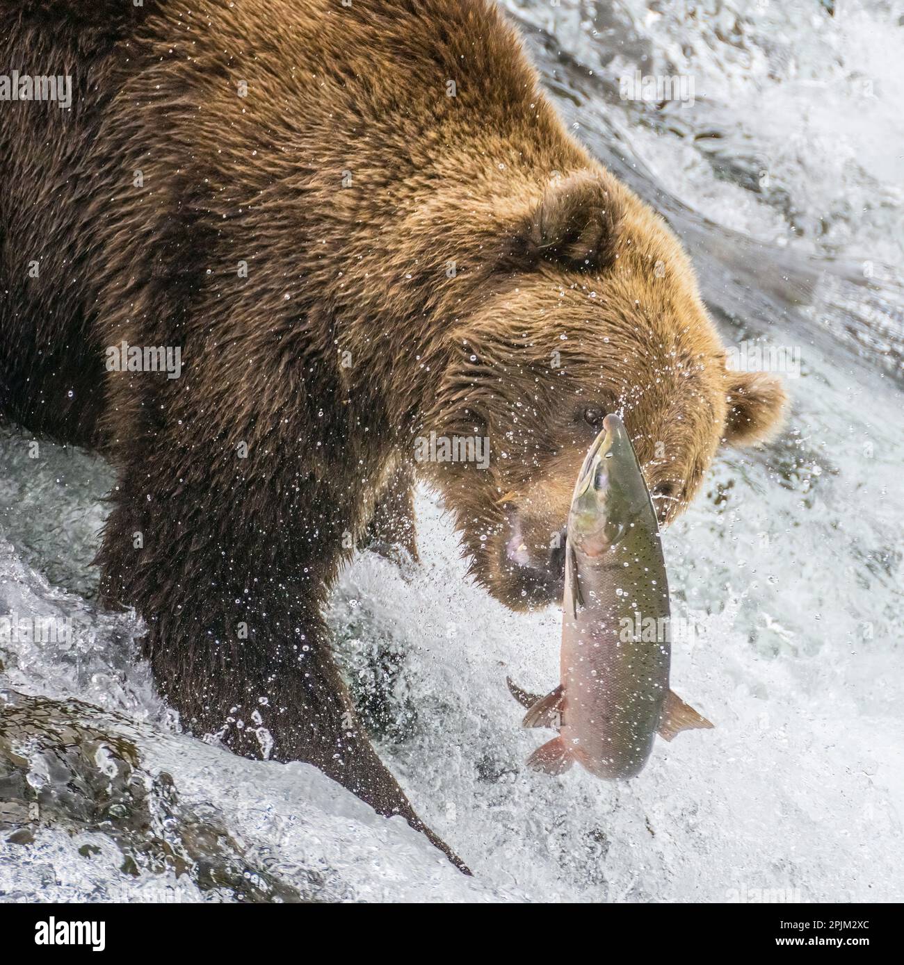 Alaska, Brooks Falls. Grizzly bear fishing Stock Photo - Alamy