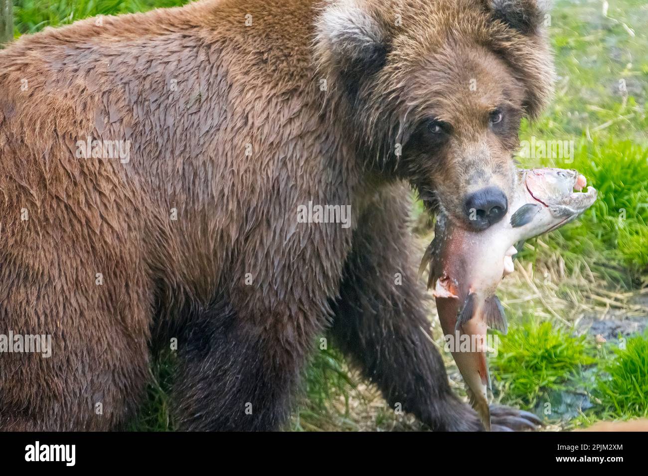 Alaska, Brooks Falls. Young grizzly holds a fish Stock Photo - Alamy